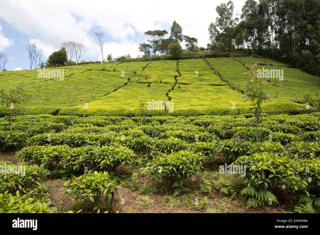tea production in Kenya Stock Photo - Alamy