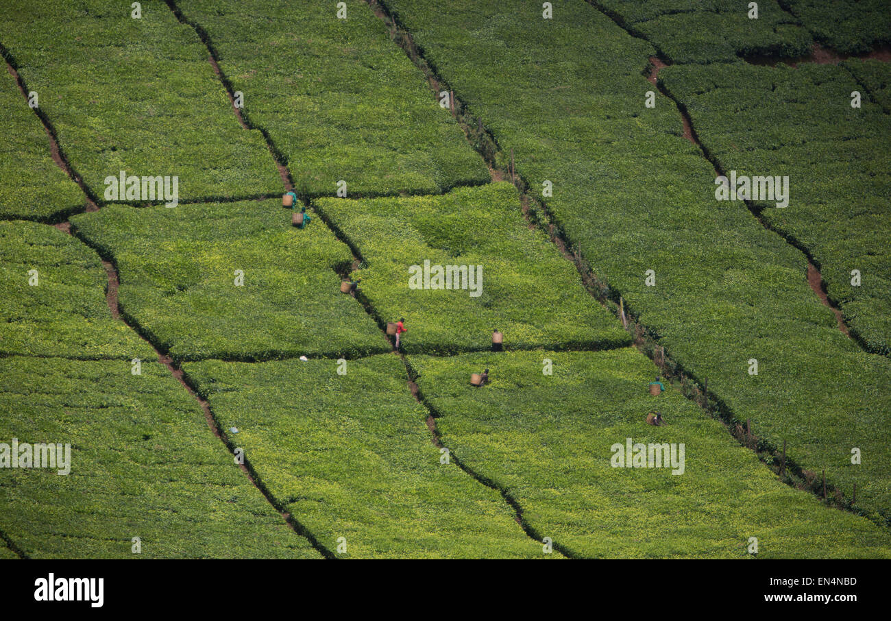 tea production in Kenya Stock Photo - Alamy