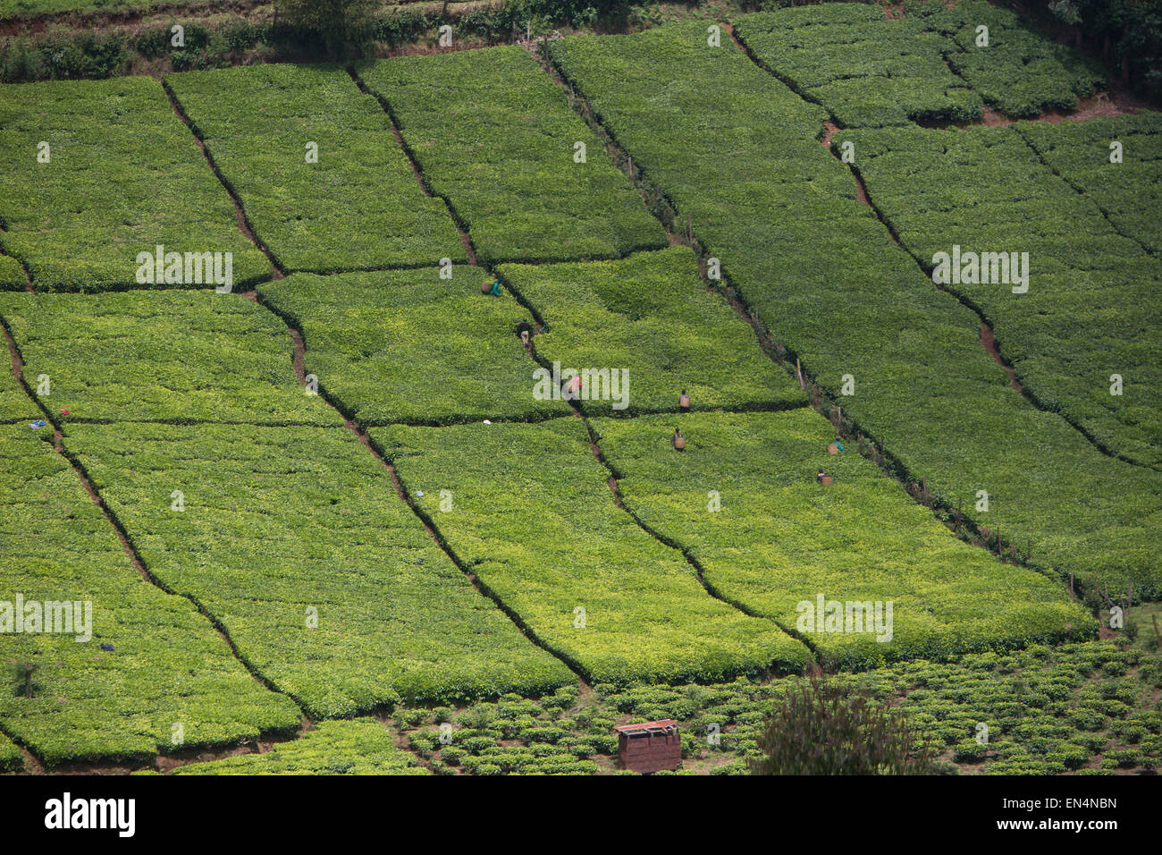 tea production in Kenya Stock Photo - Alamy