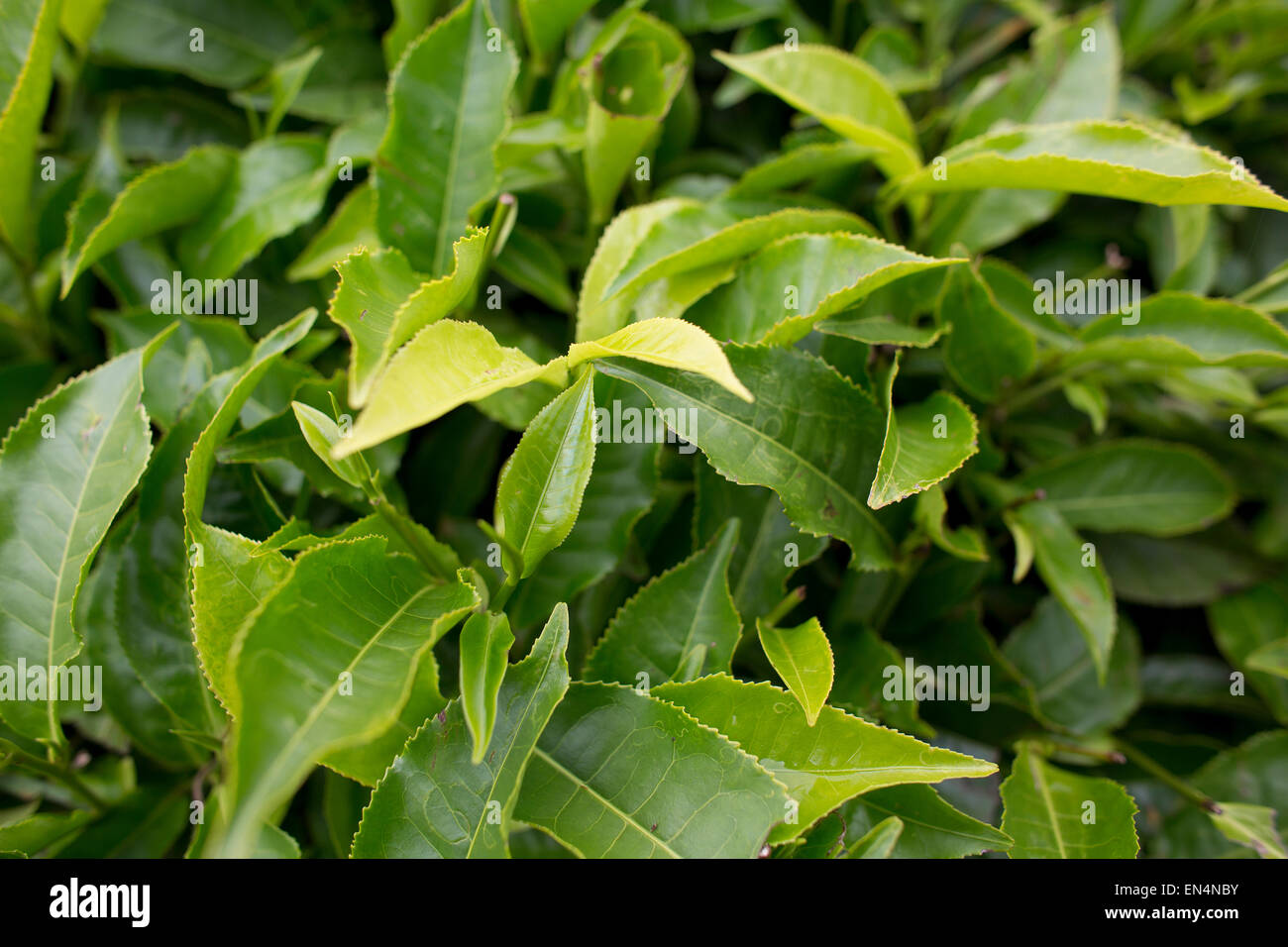 tea production in Kenya Stock Photo - Alamy