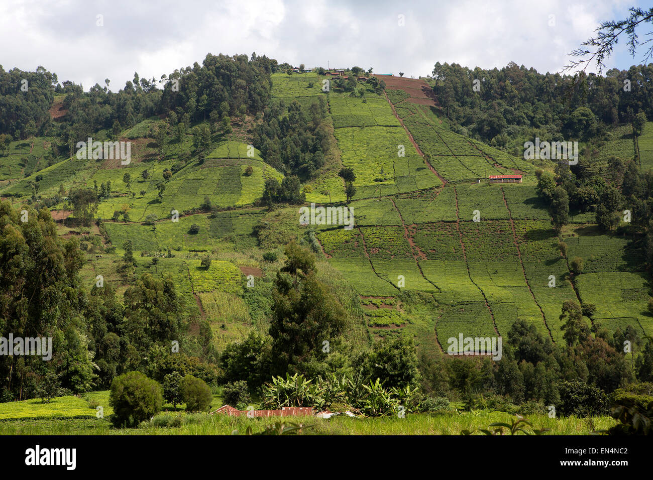 tea production in Kenya Stock Photo - Alamy