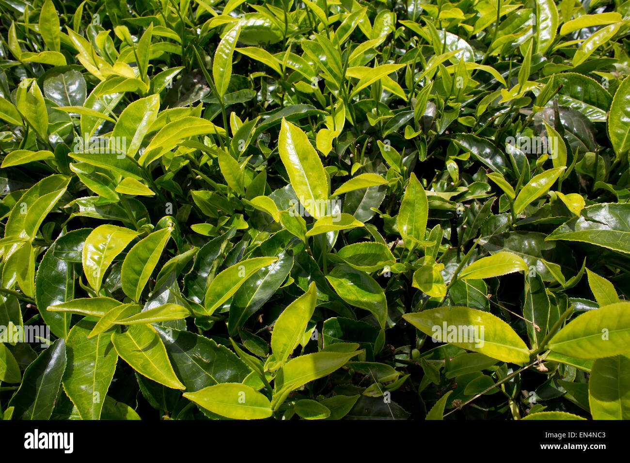 tea production in Kenya Stock Photo - Alamy