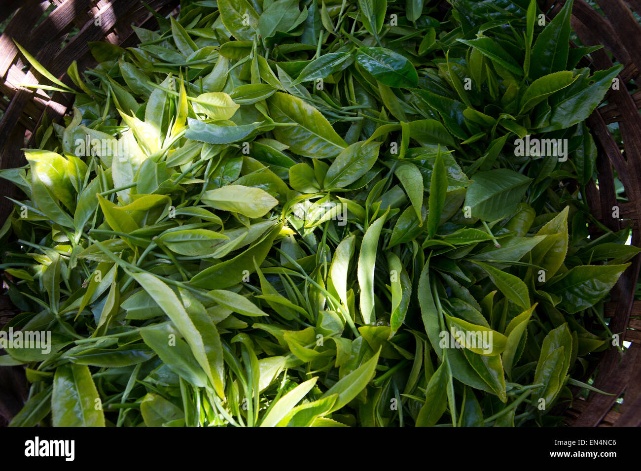 tea production in Kenya Stock Photo - Alamy