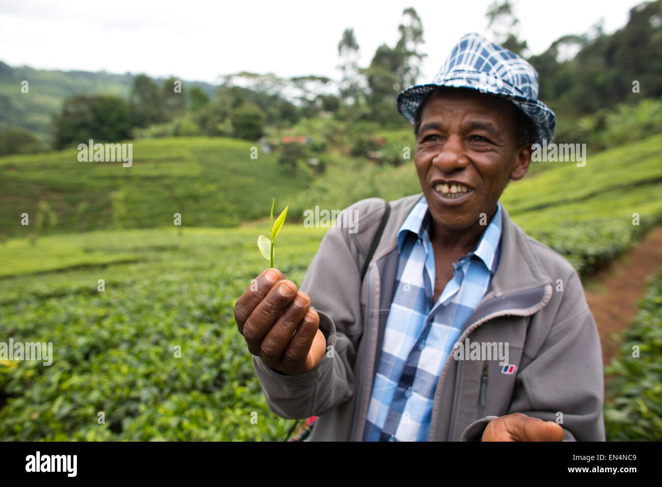 tea production in Kenya Stock Photo - Alamy