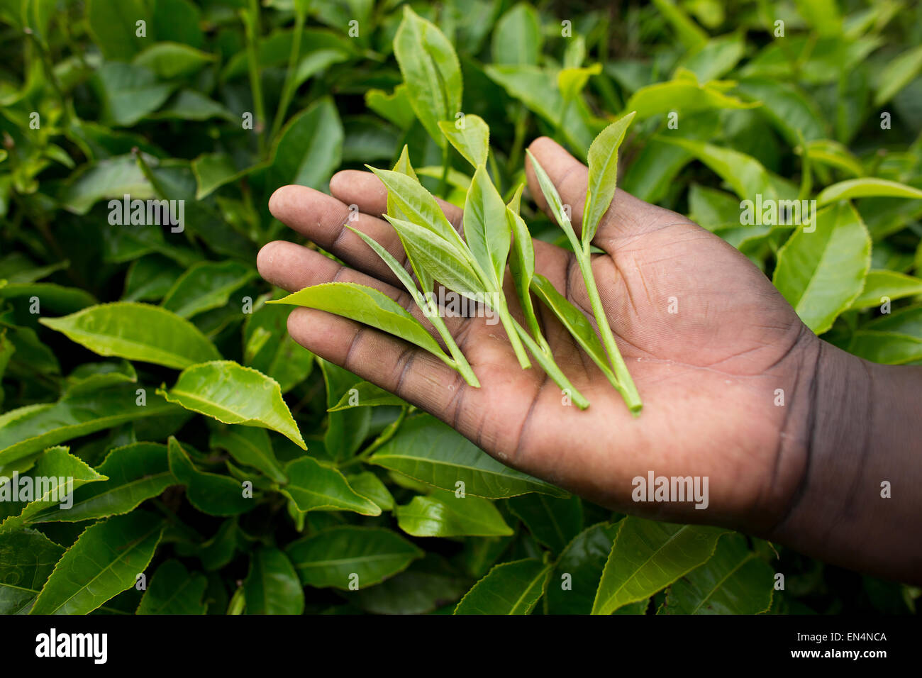 tea production in Kenya Stock Photo - Alamy