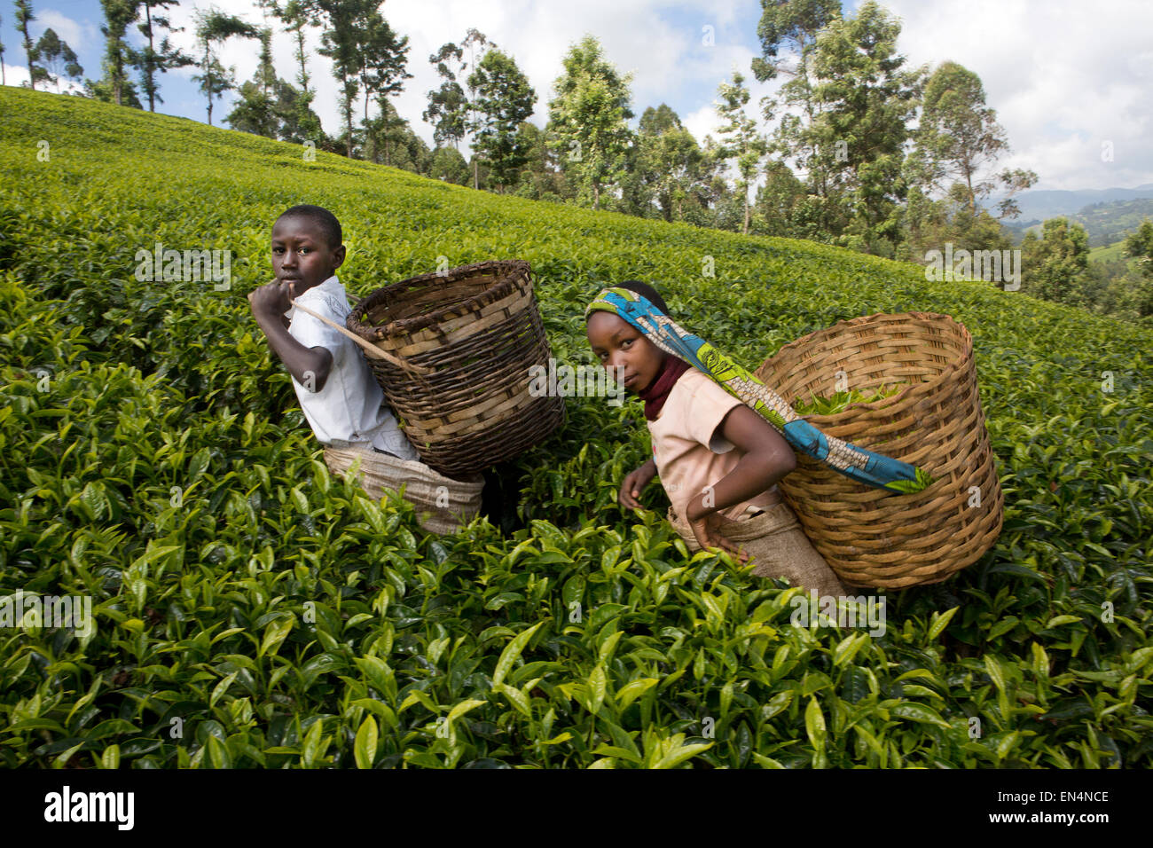tea production in Kenya Stock Photo - Alamy