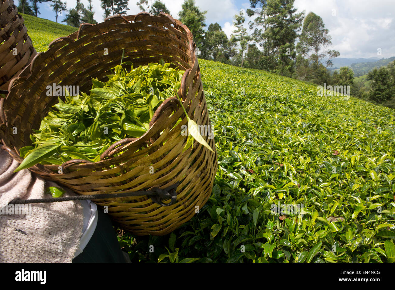 tea production in Kenya Stock Photo - Alamy