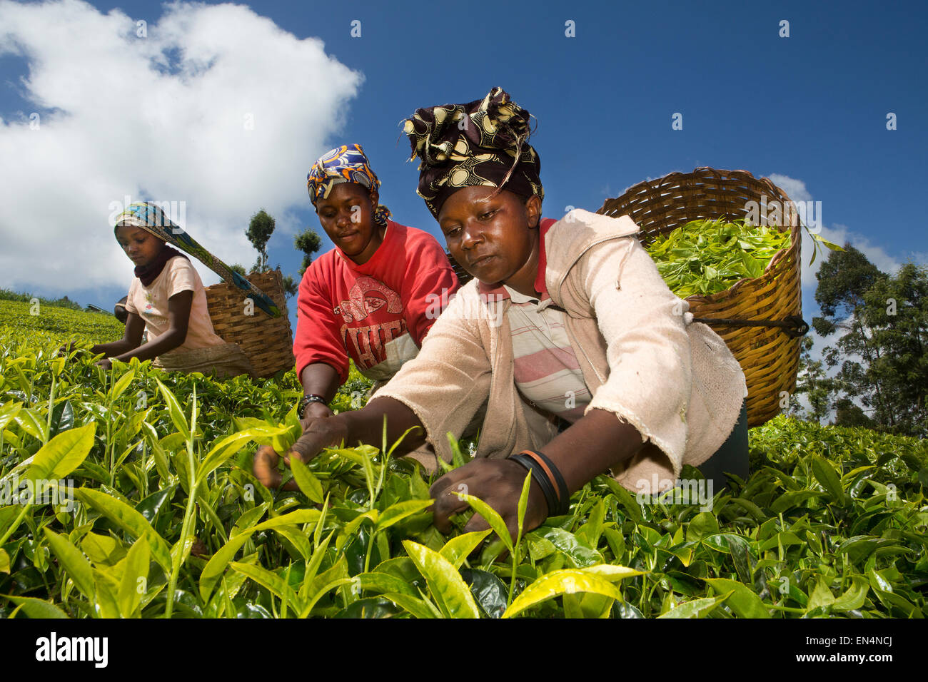 tea production in Kenya Stock Photo - Alamy