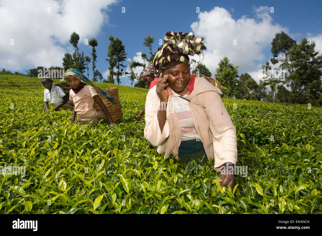 tea production in Kenya Stock Photo - Alamy