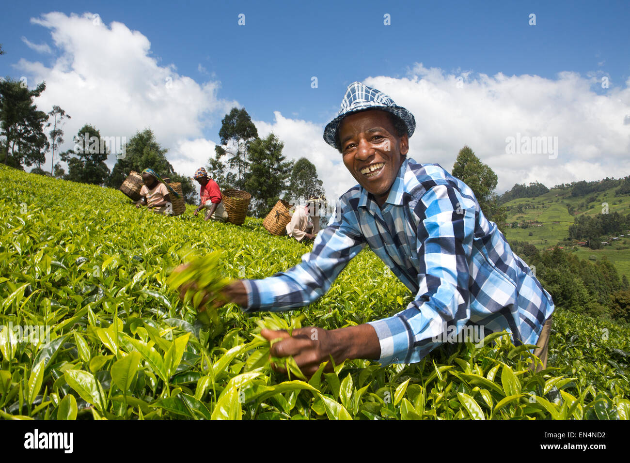 tea production in Kenya Stock Photo - Alamy
