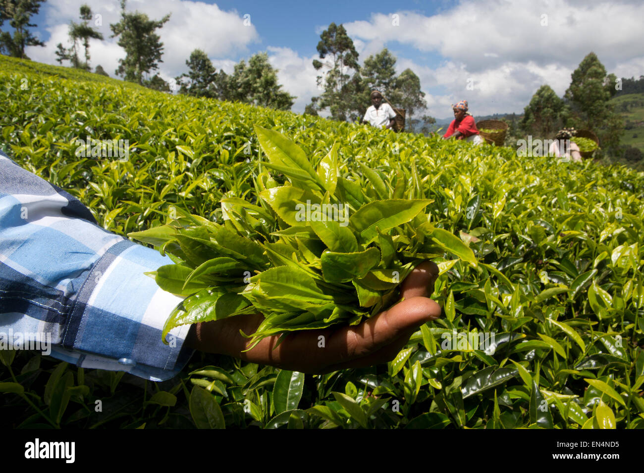 tea production in Kenya Stock Photo - Alamy