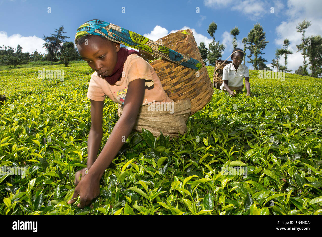 tea production in Kenya Stock Photo - Alamy
