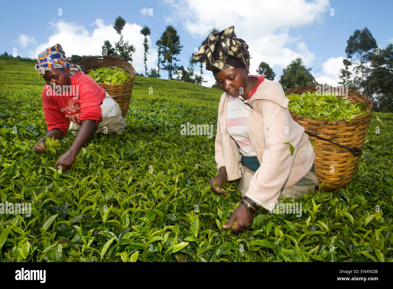 tea production in Kenya Stock Photo - Alamy