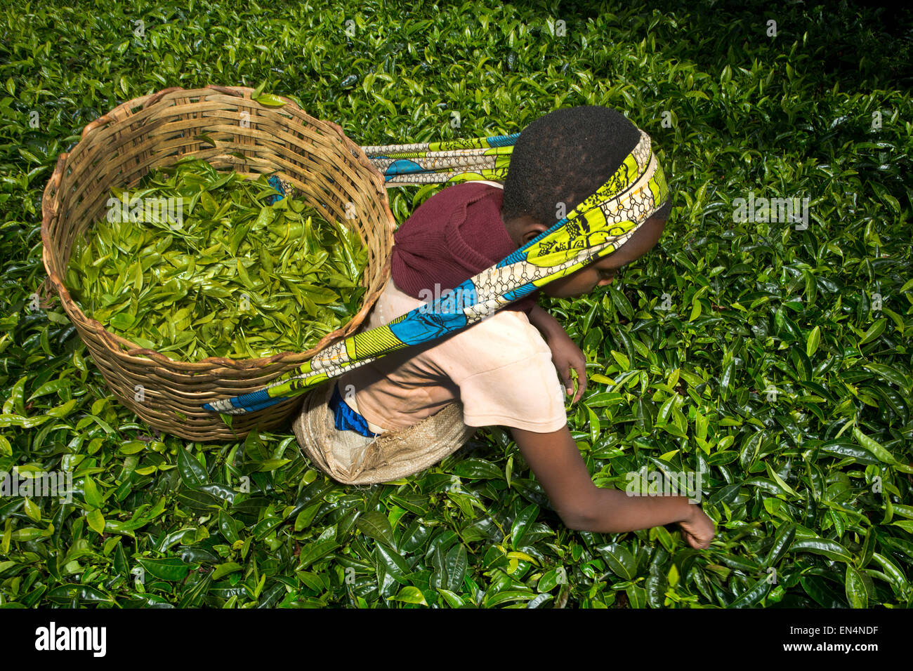 tea production in Kenya Stock Photo - Alamy