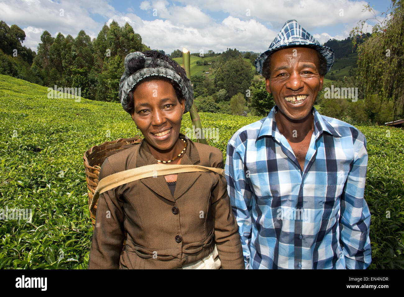 tea production in Kenya Stock Photo - Alamy