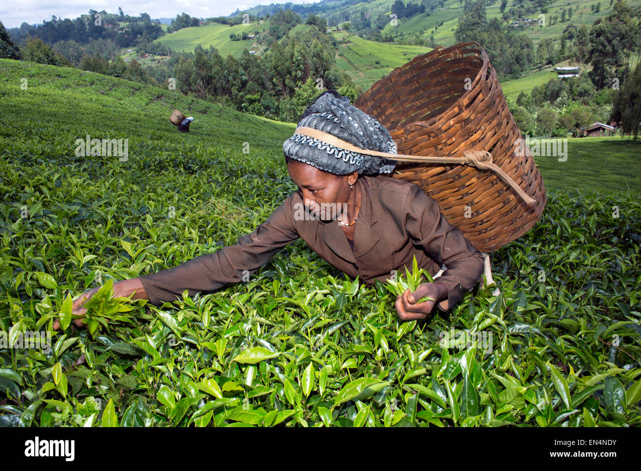 African women tea field hi-res stock photography and images - Alamy