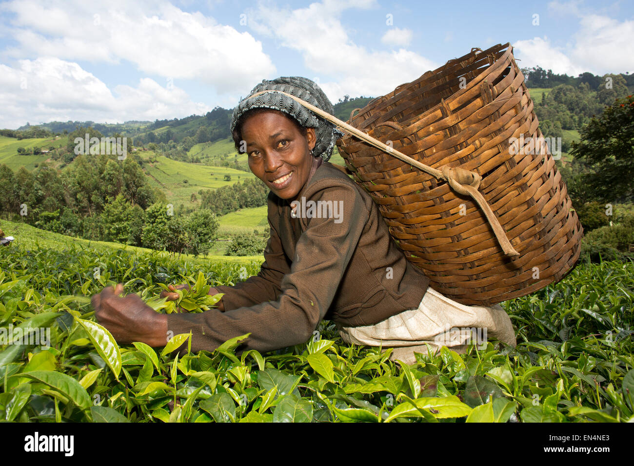 tea production in Kenya Stock Photo - Alamy