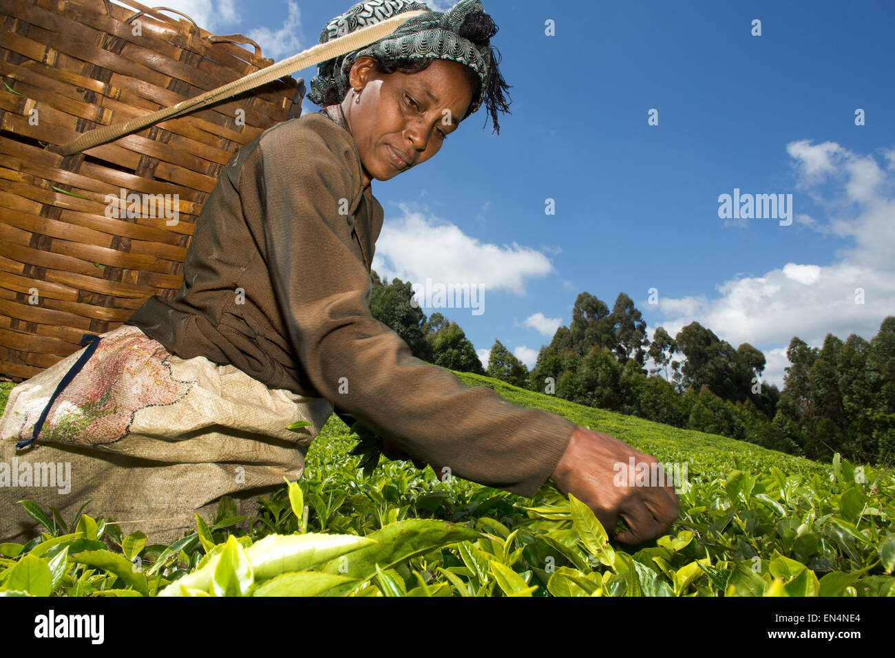 tea production in Kenya Stock Photo - Alamy