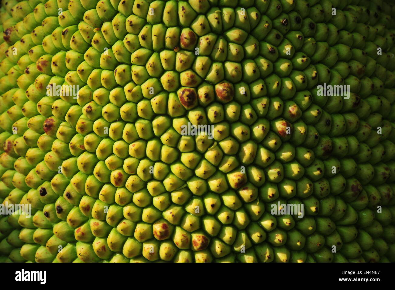 Yellow jack fruit texture Stock Photo - Alamy