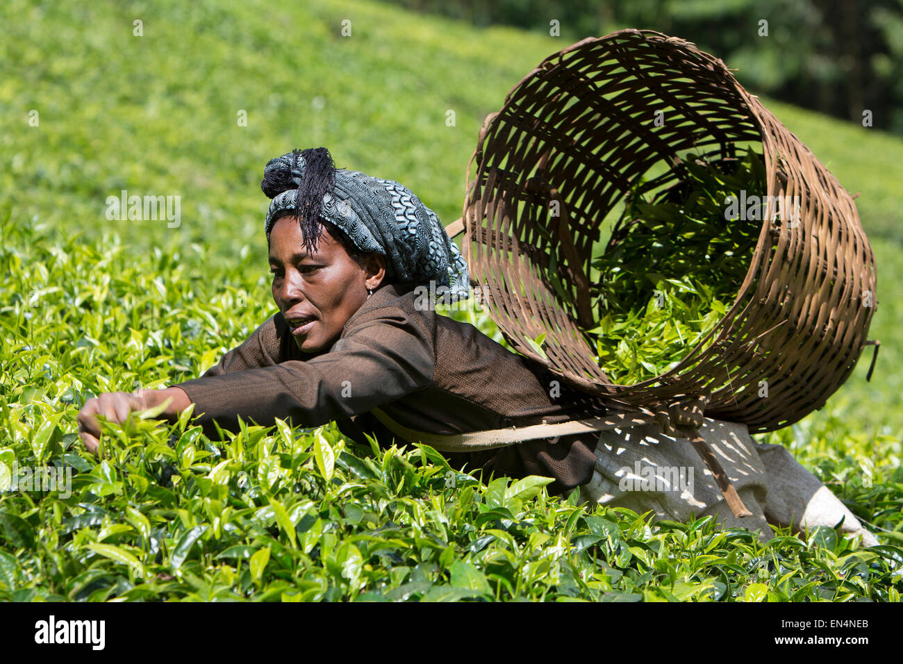 tea production in Kenya Stock Photo - Alamy