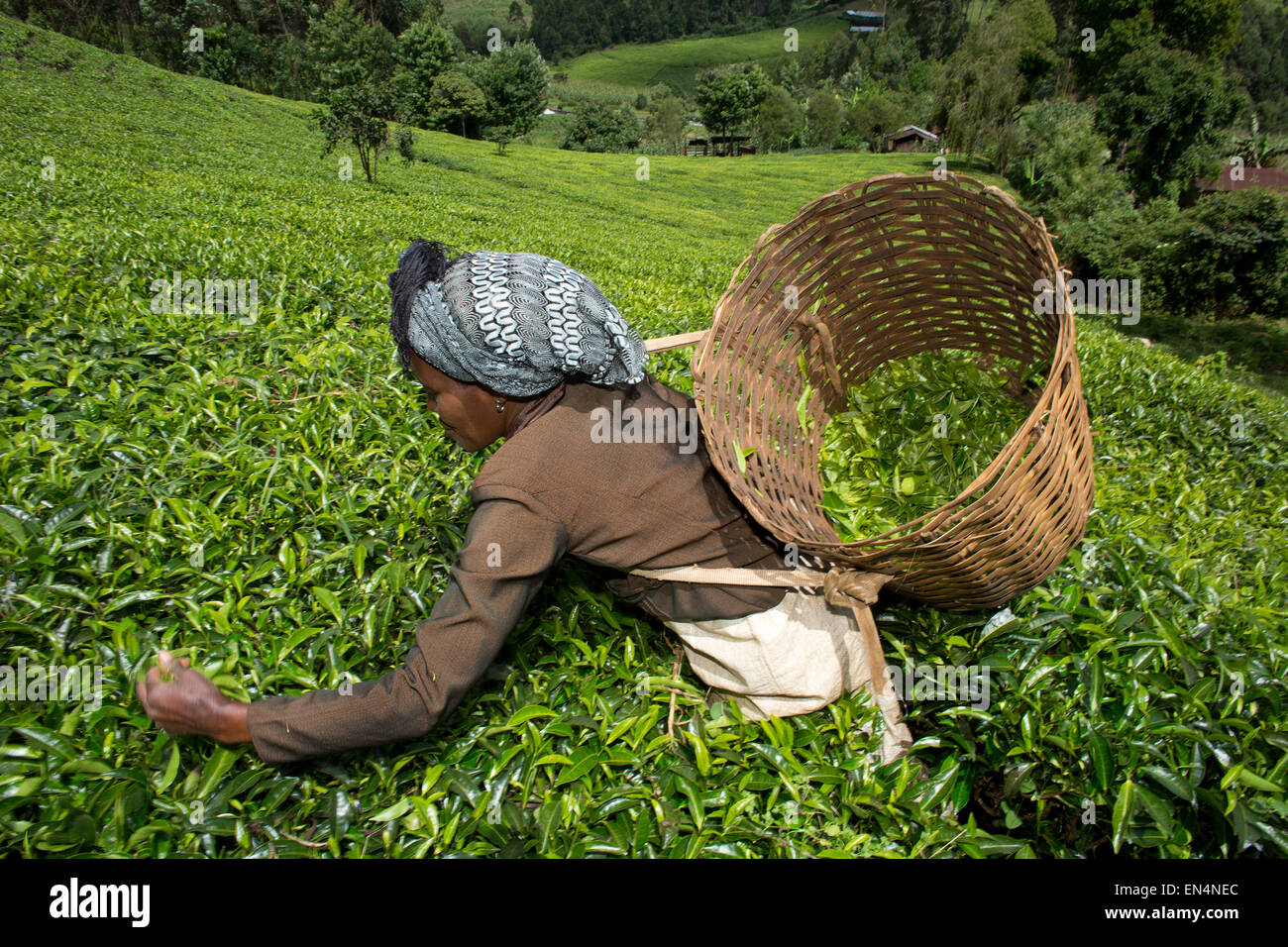 tea production in Kenya Stock Photo - Alamy