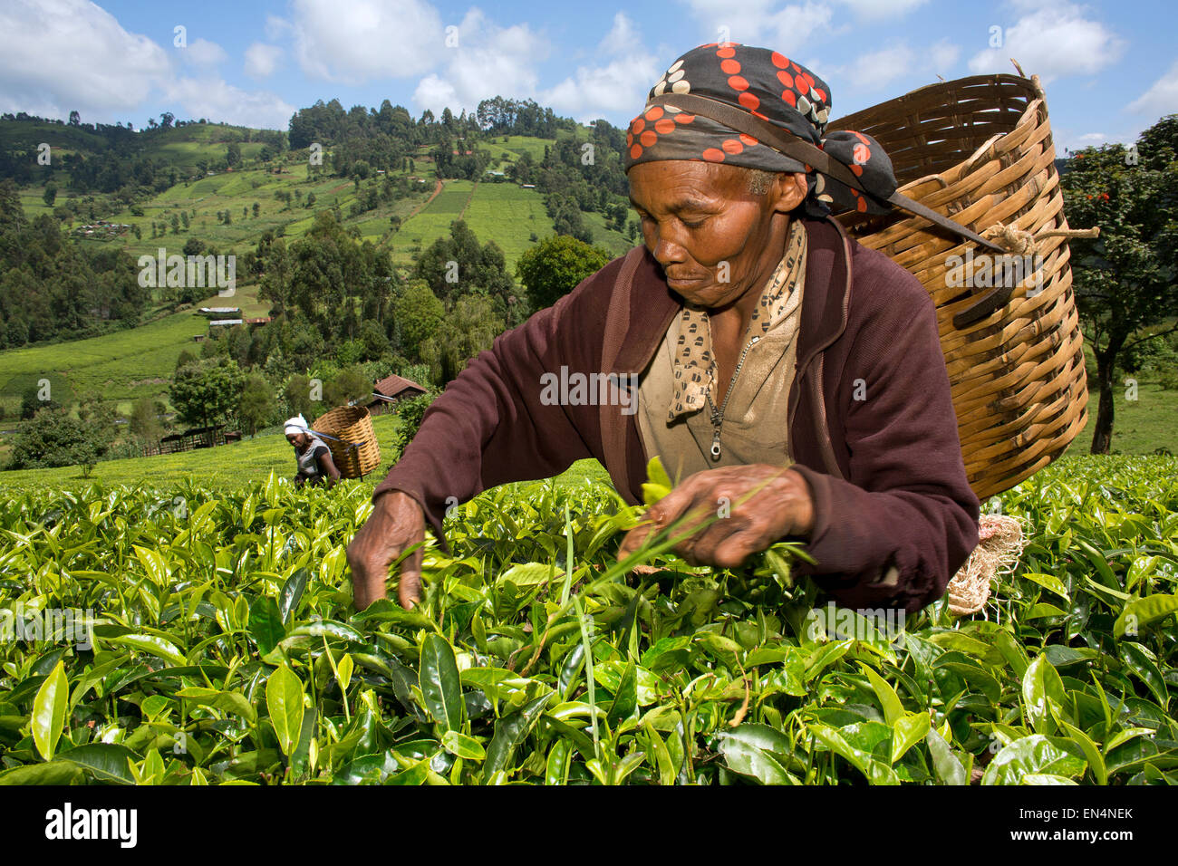 tea production in Kenya Stock Photo - Alamy