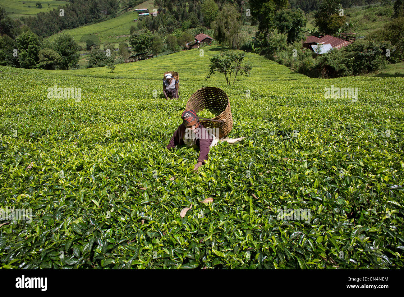 tea production in Kenya Stock Photo - Alamy