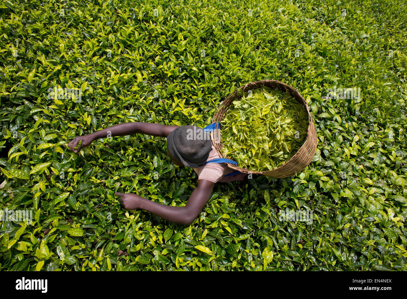 tea production in Kenya Stock Photo - Alamy