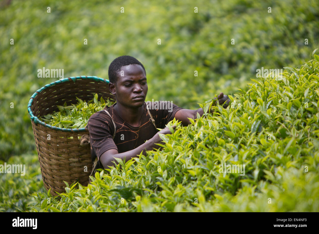 tea production in Kenya Stock Photo - Alamy