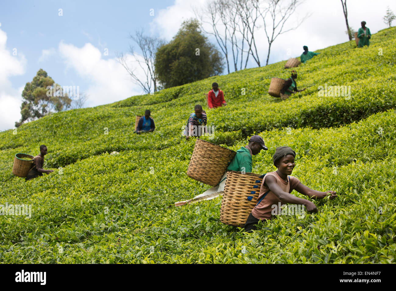 tea production in Kenya Stock Photo - Alamy