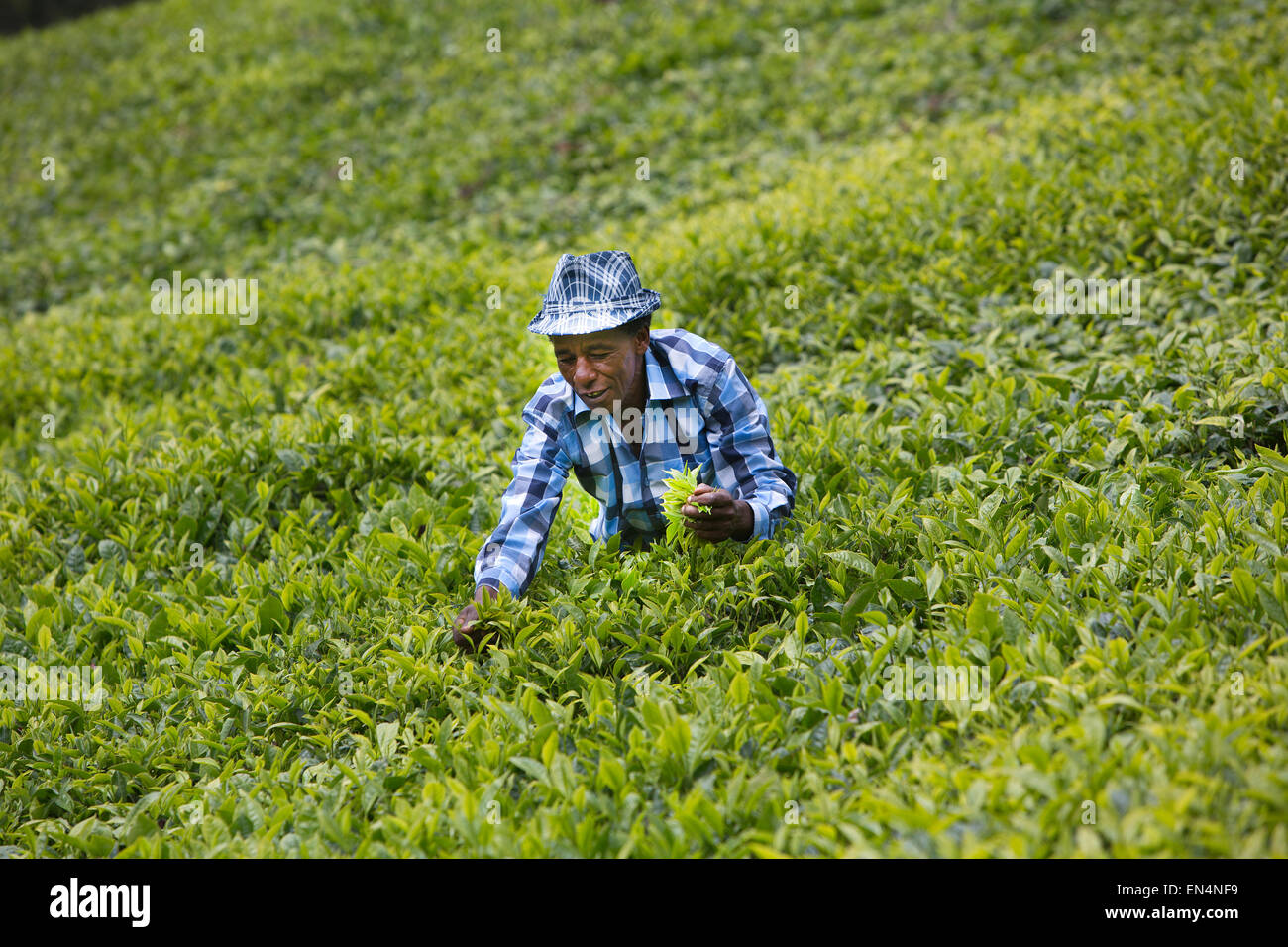 tea production in Kenya Stock Photo - Alamy