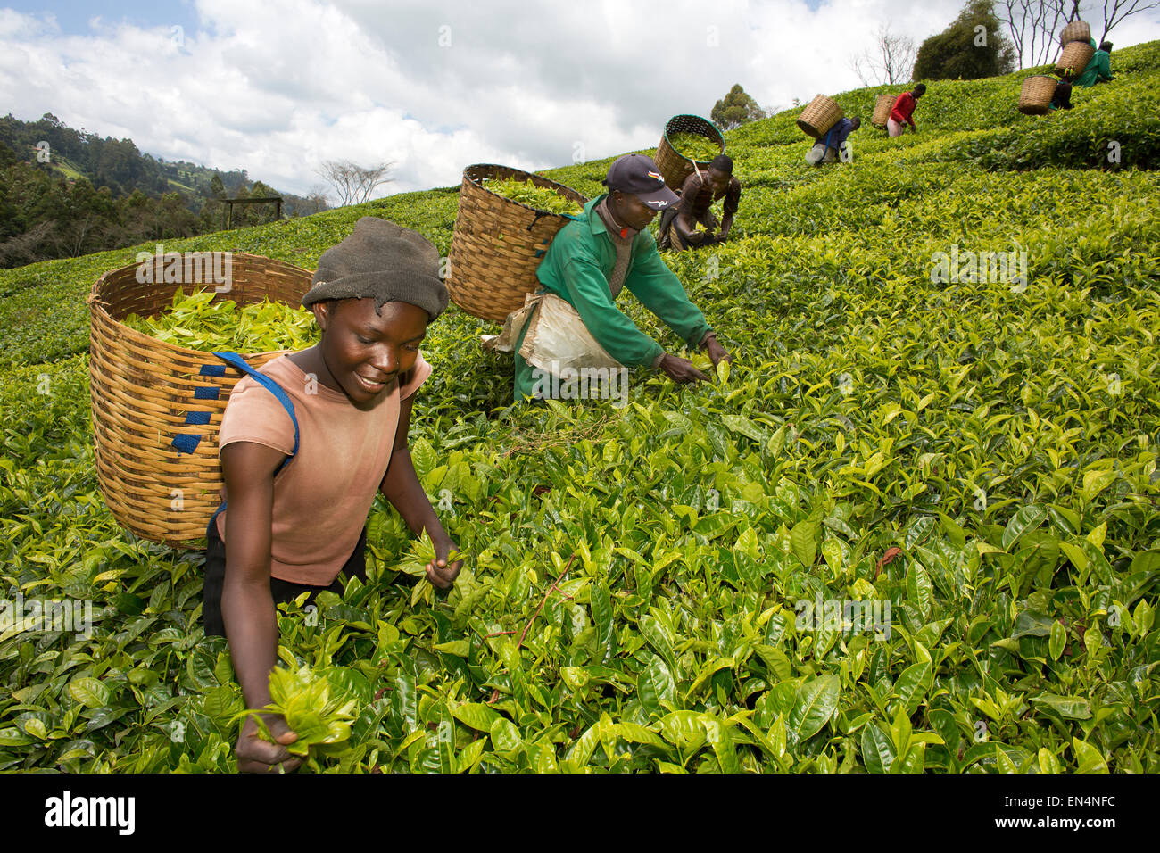 tea production in Kenya Stock Photo - Alamy