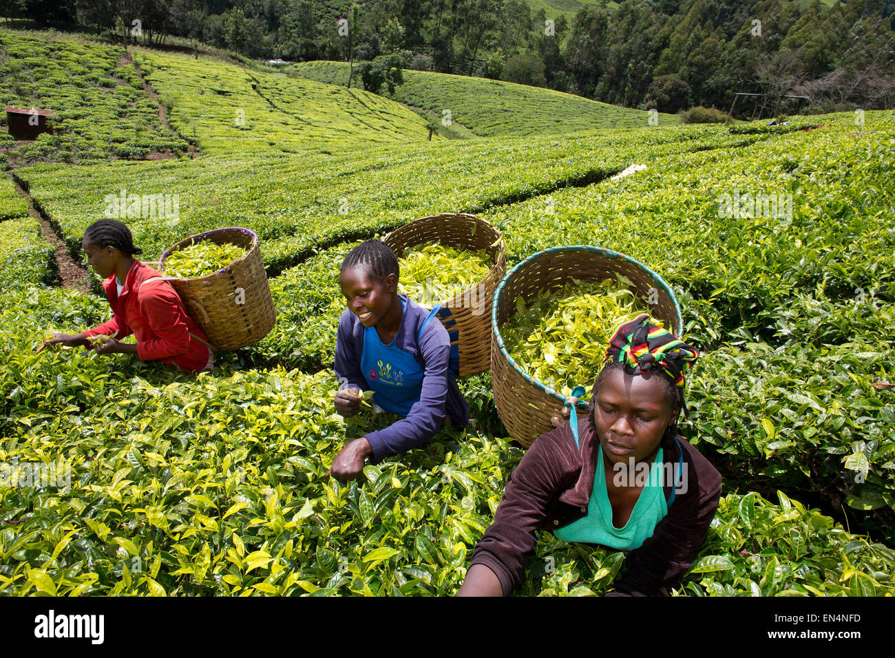 tea production in Kenya Stock Photo - Alamy