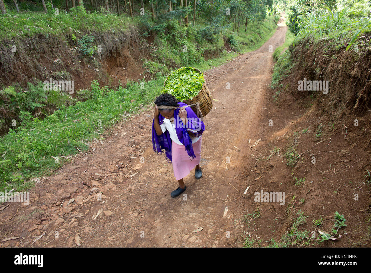 tea production in Kenya Stock Photo - Alamy
