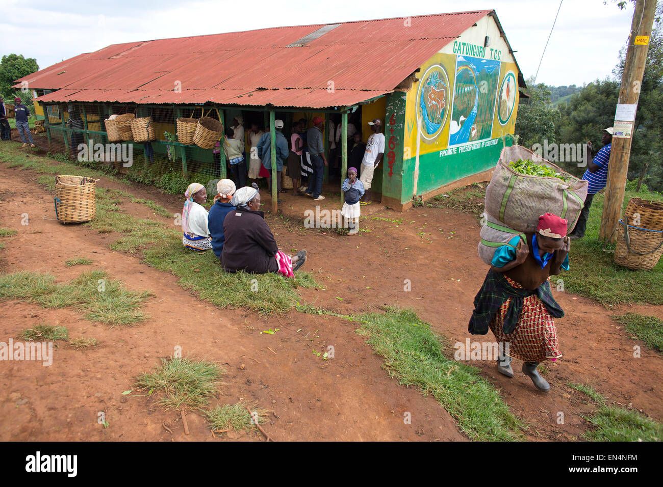 Tea kenya hi-res stock photography and images - Alamy