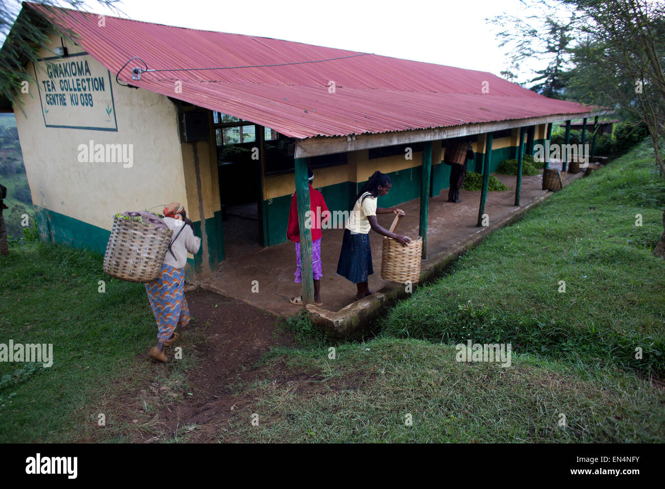tea production in Kenya Stock Photo - Alamy