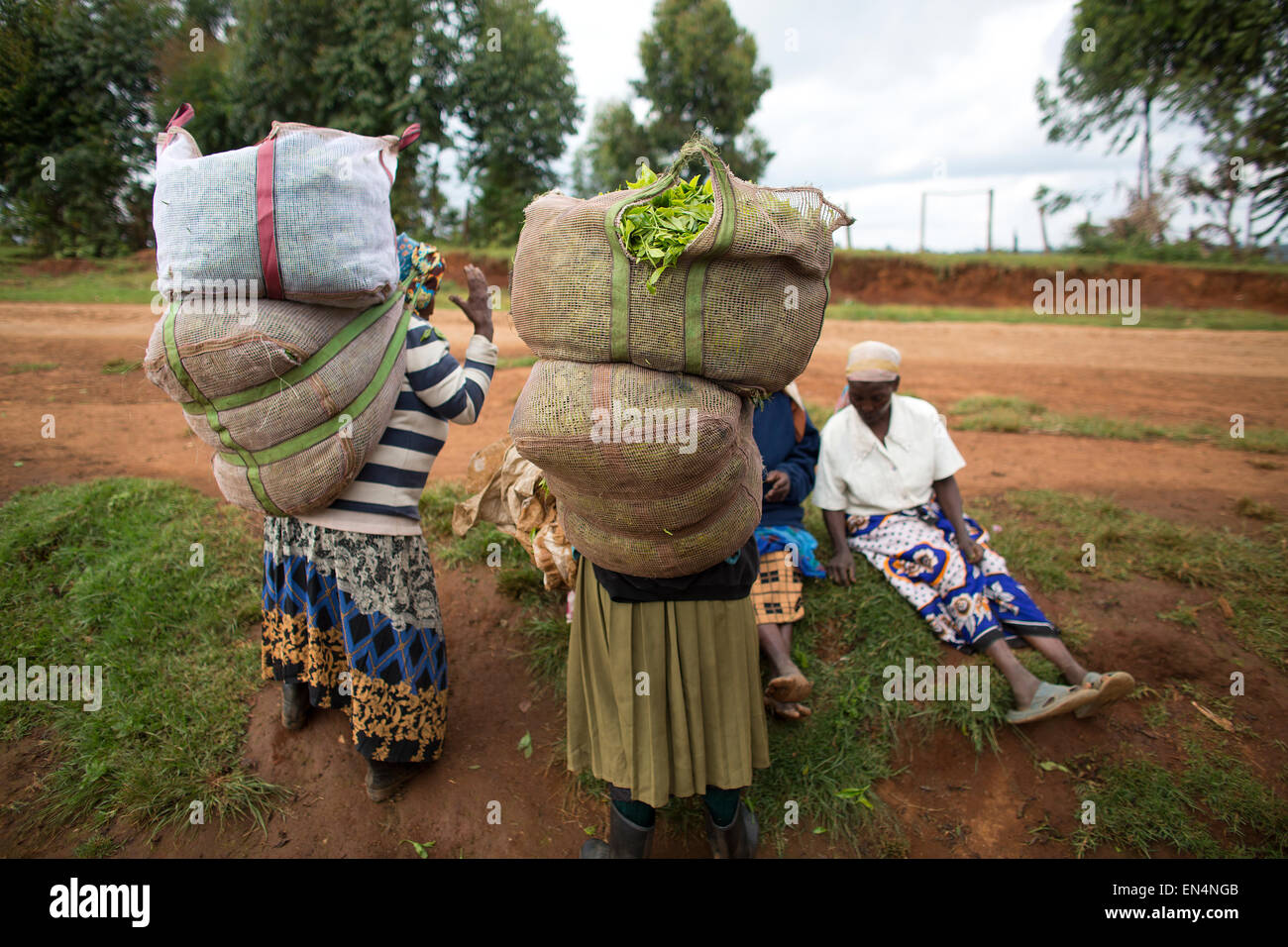 tea production in Kenya Stock Photo - Alamy