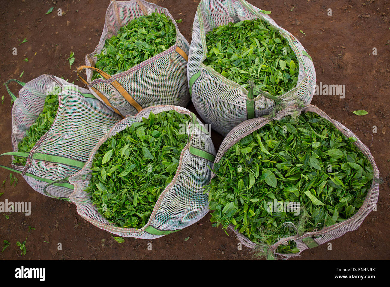 tea production in Kenya Stock Photo - Alamy