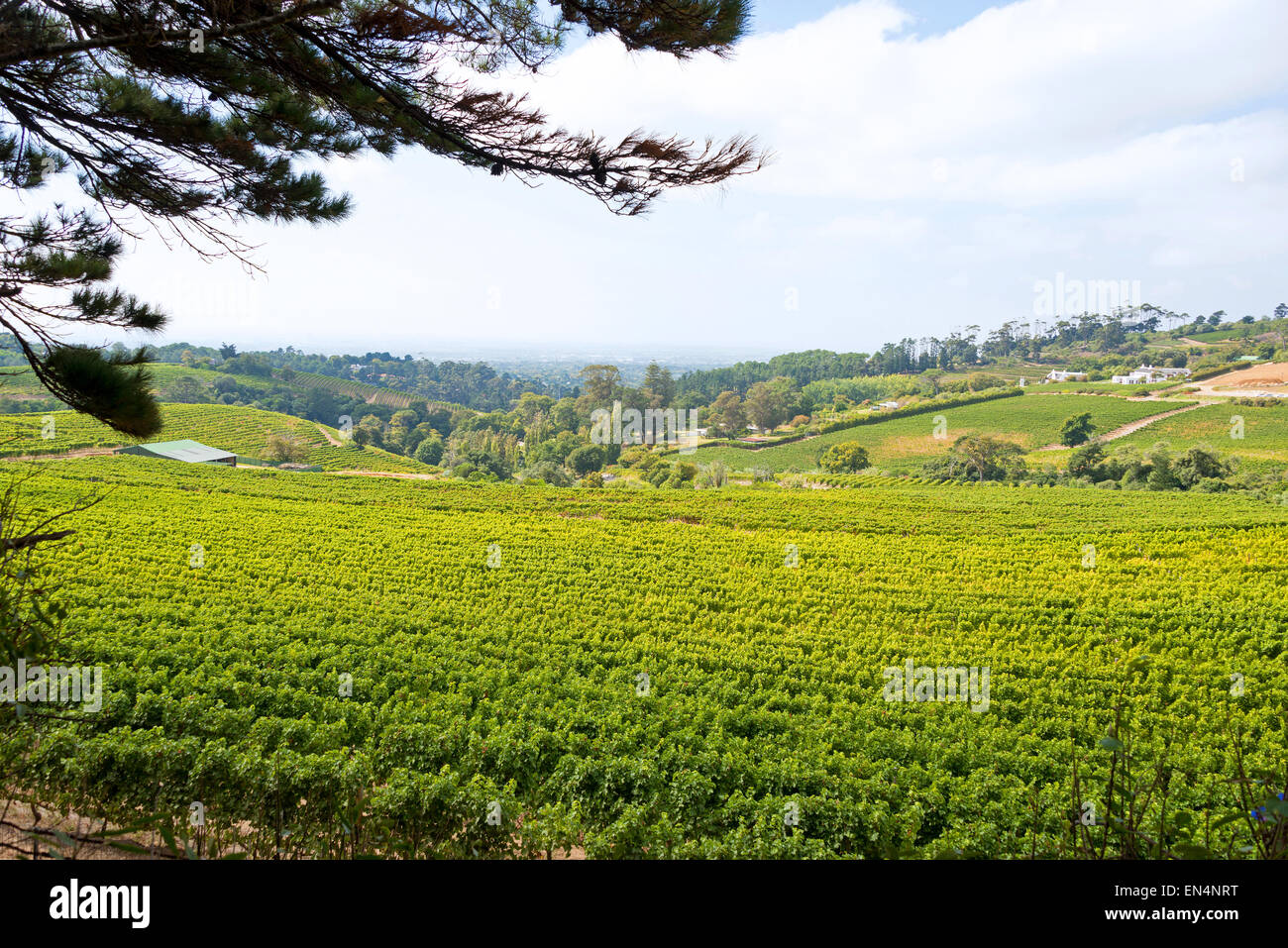 Constantia valley hi-res stock photography and images - Alamy