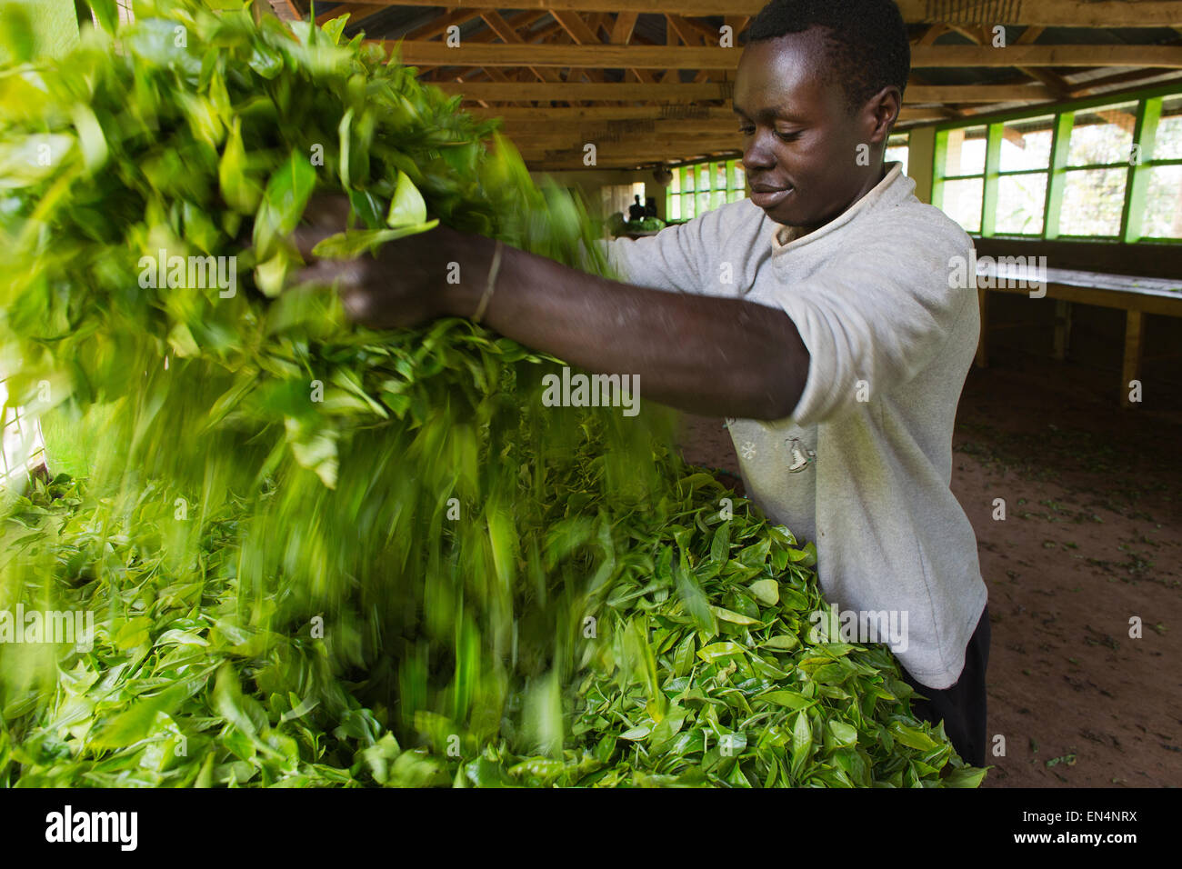 tea production in Kenya Stock Photo - Alamy