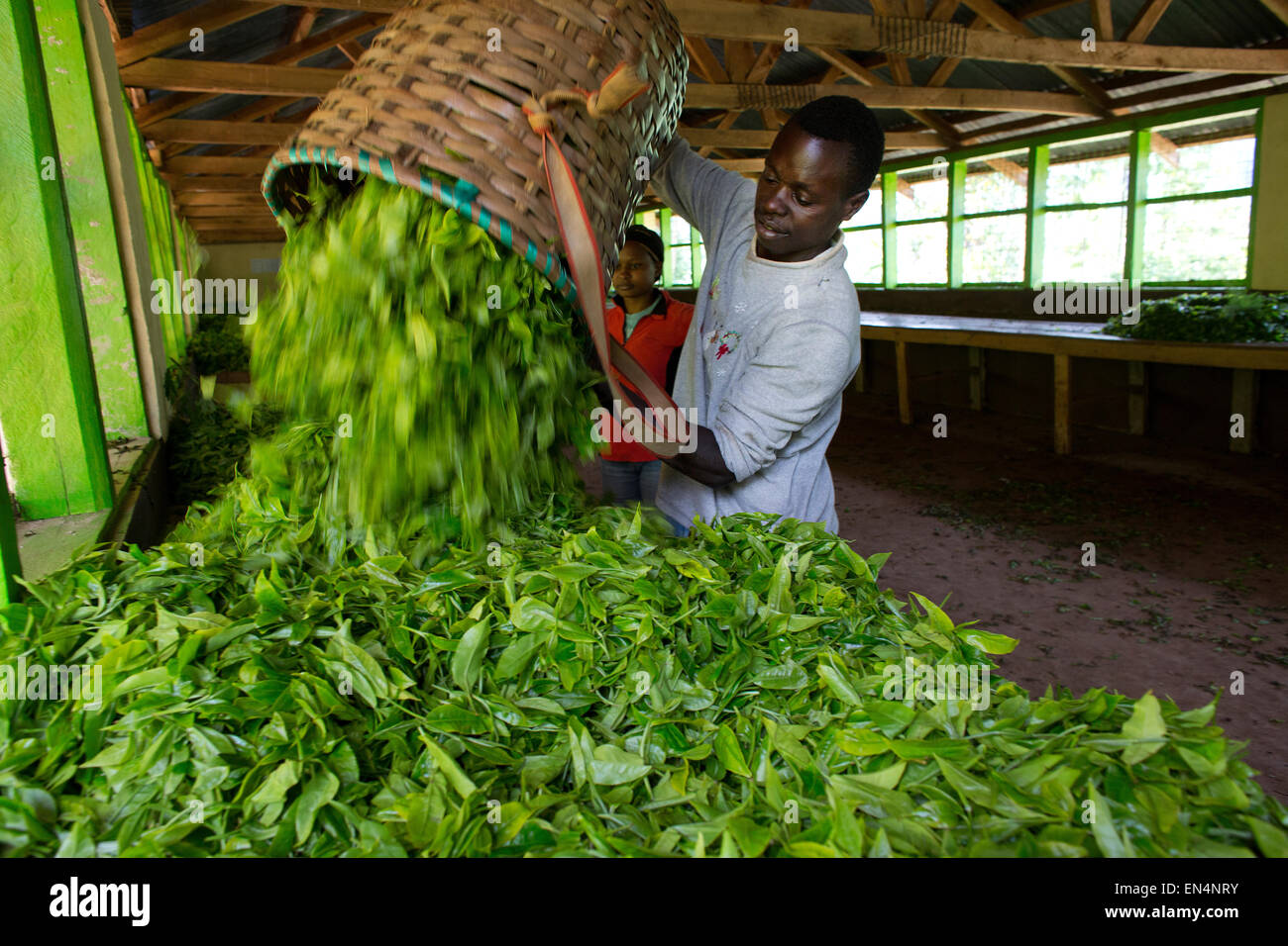 tea production in Kenya Stock Photo - Alamy