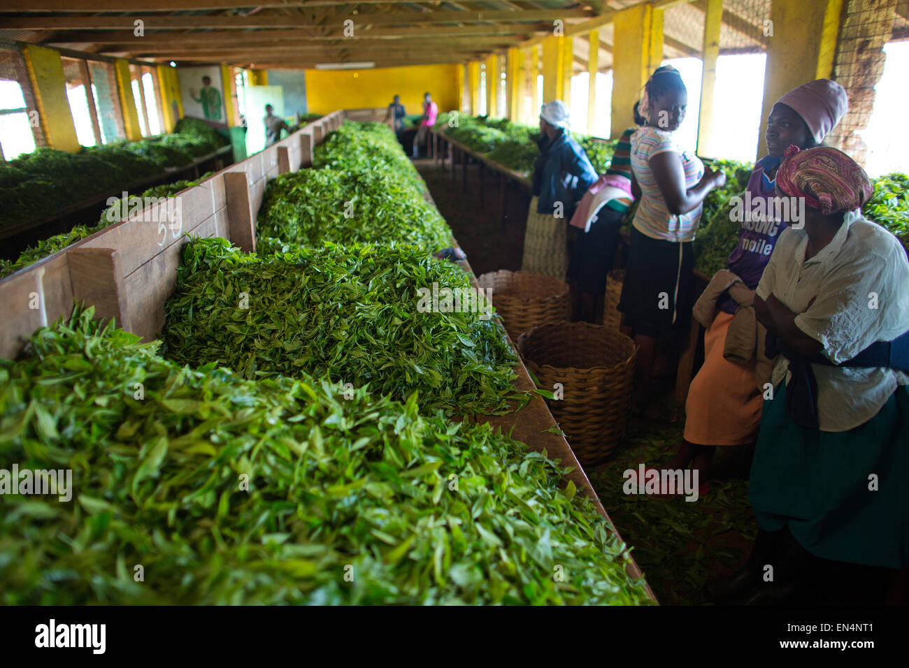 tea production in Kenya Stock Photo - Alamy