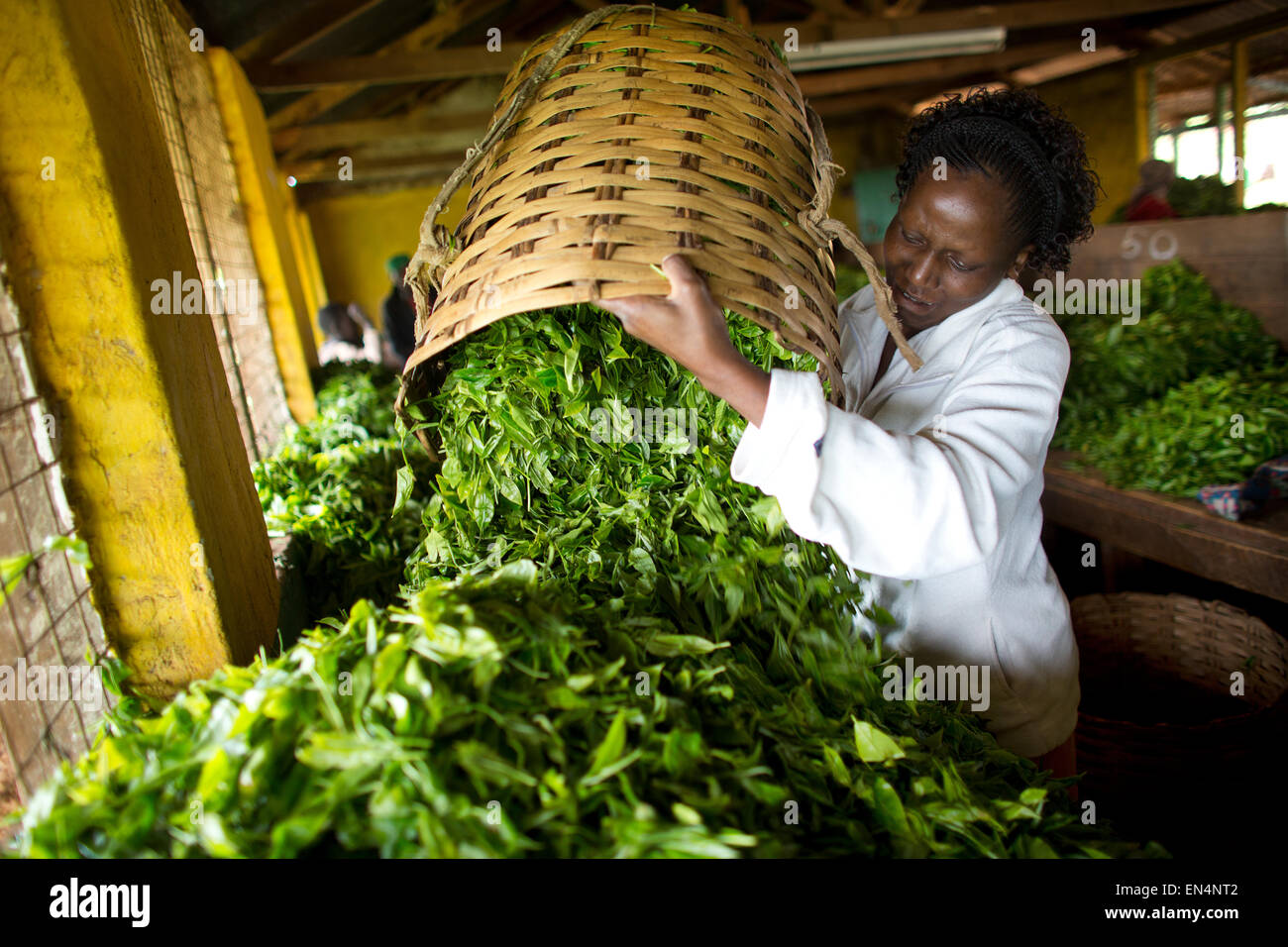 tea production in Kenya Stock Photo - Alamy
