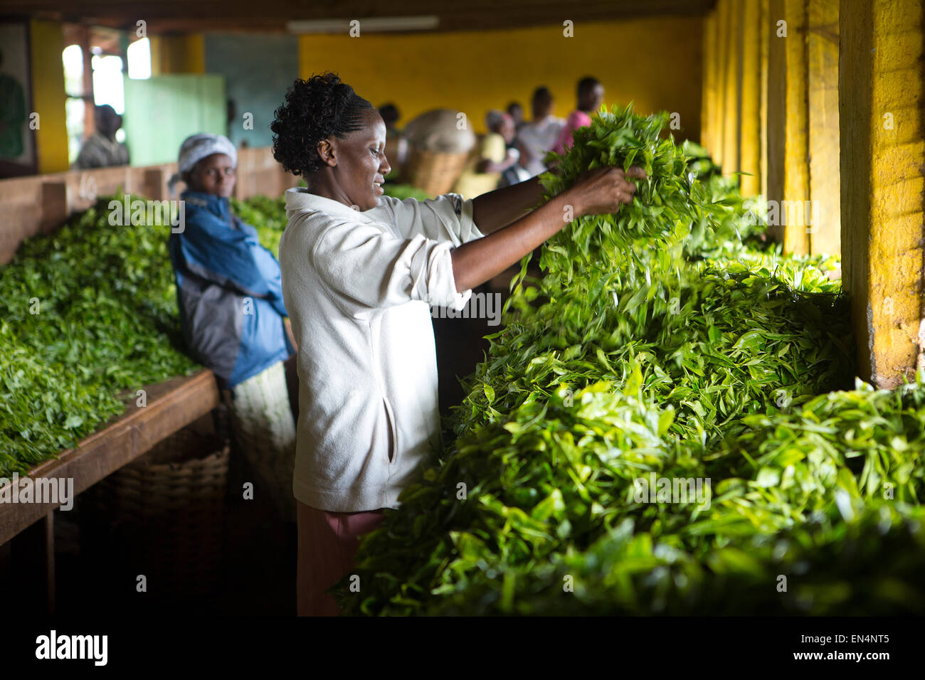 tea production in Kenya Stock Photo - Alamy