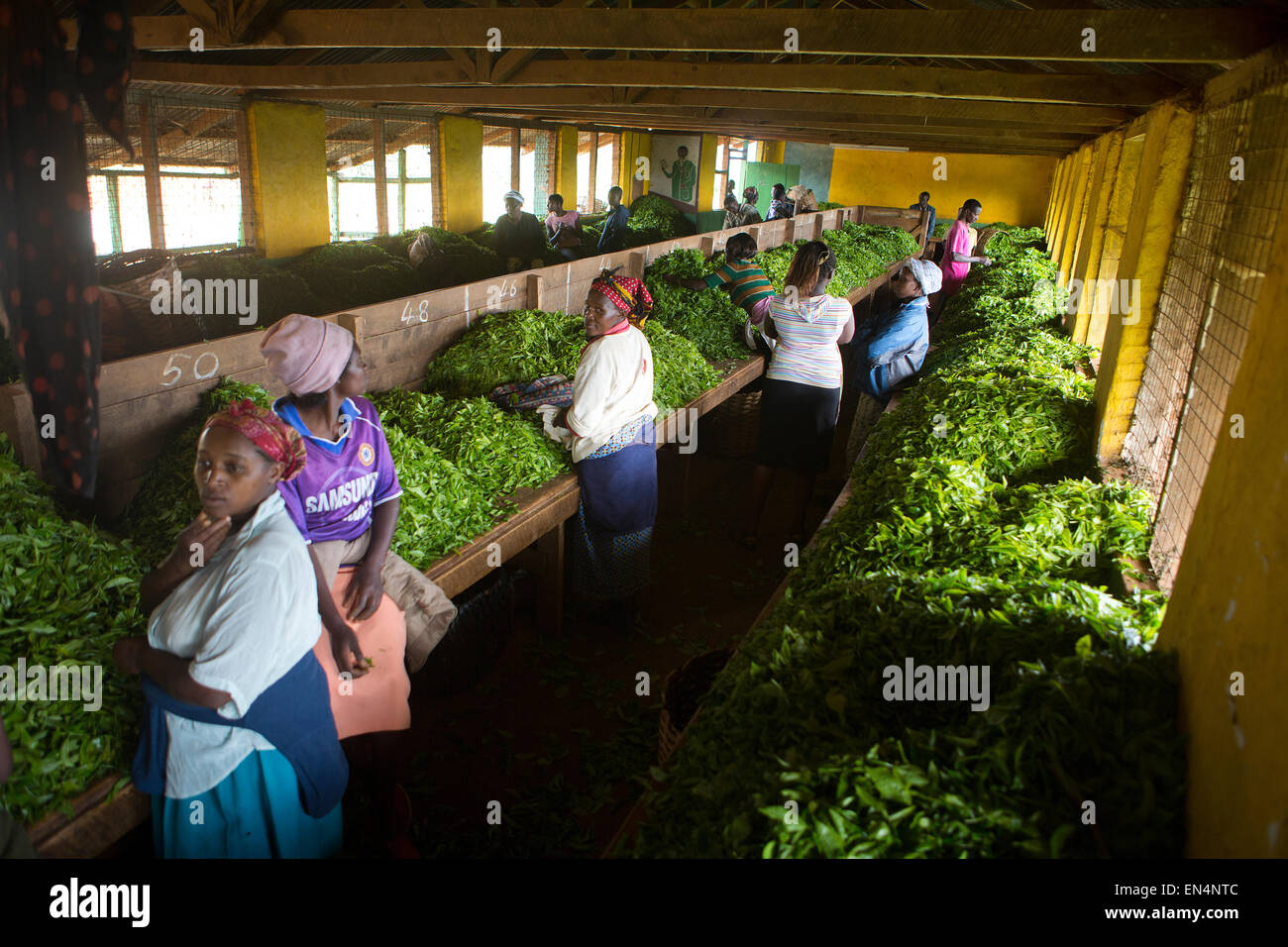 tea production in Kenya Stock Photo - Alamy