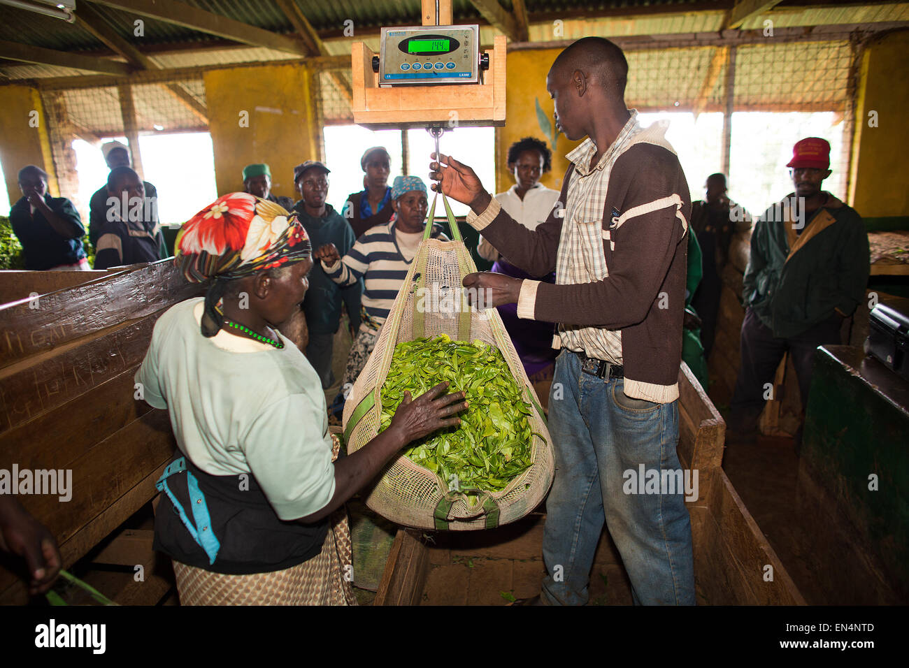 Tea kenya hi-res stock photography and images - Alamy
