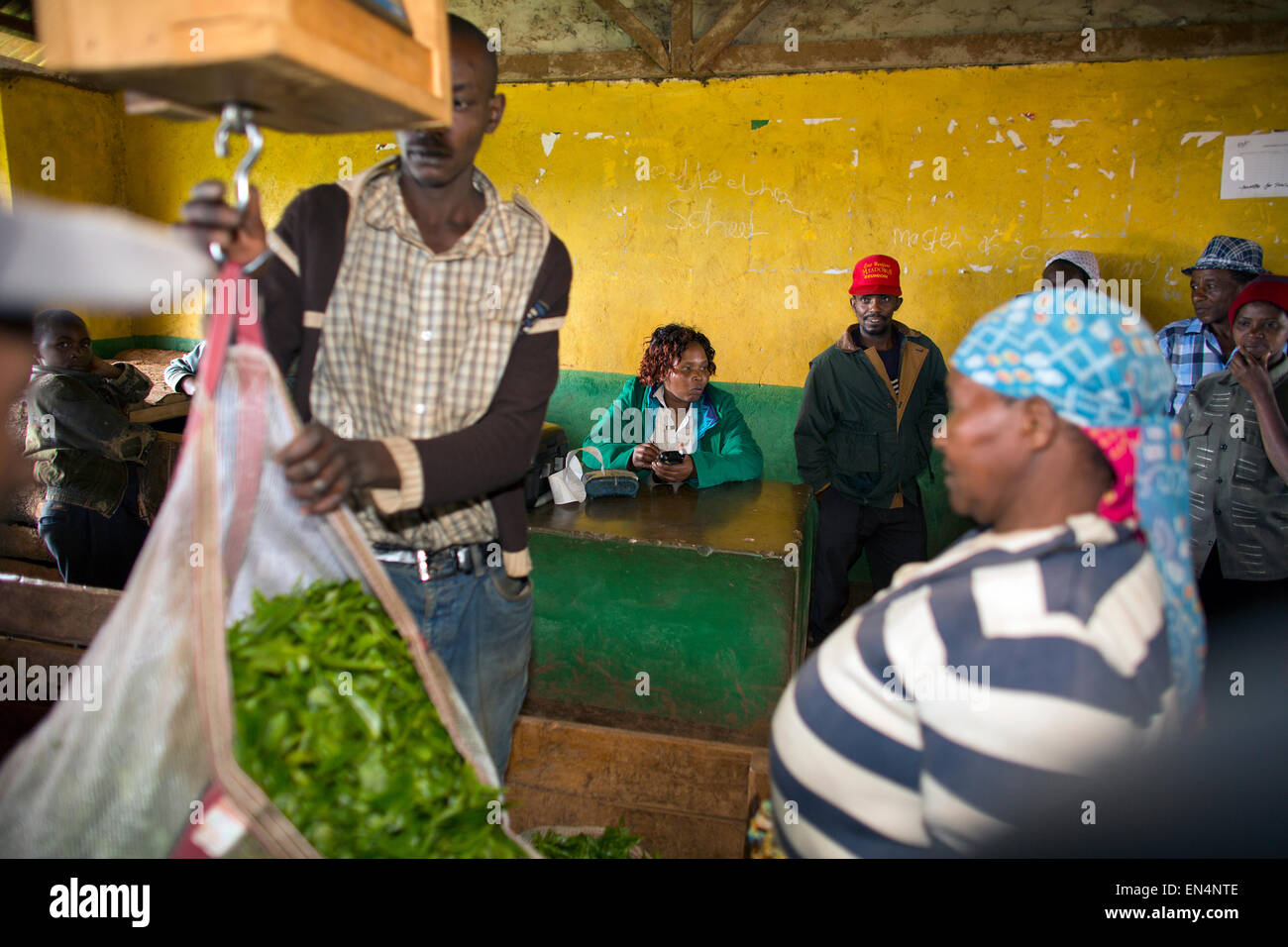 tea production in Kenya Stock Photo - Alamy