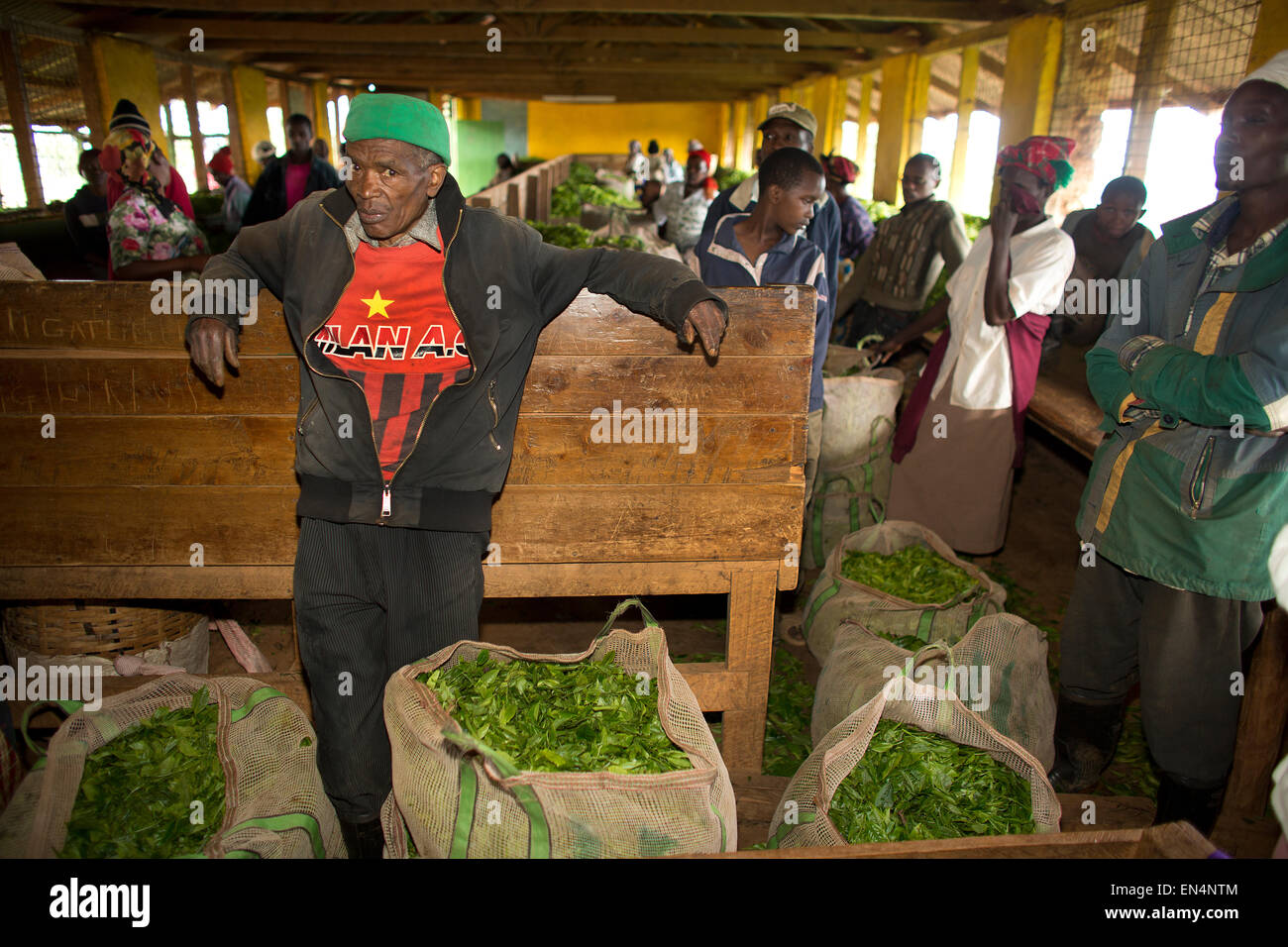 tea production in Kenya Stock Photo - Alamy