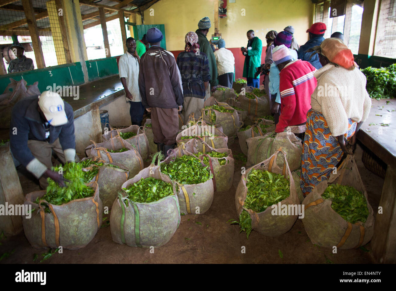 tea production in Kenya Stock Photo - Alamy