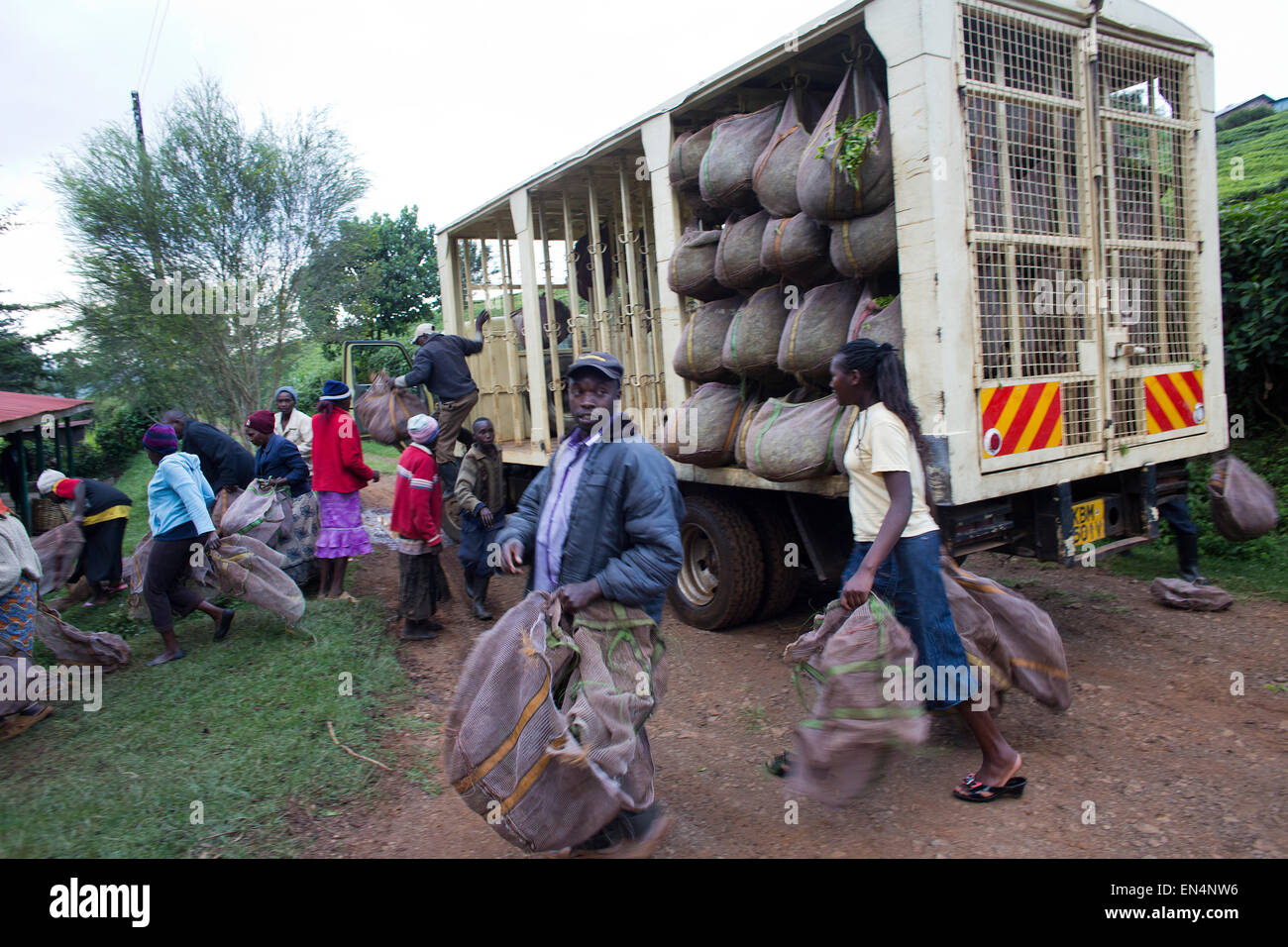 tea production in Kenya Stock Photo - Alamy
